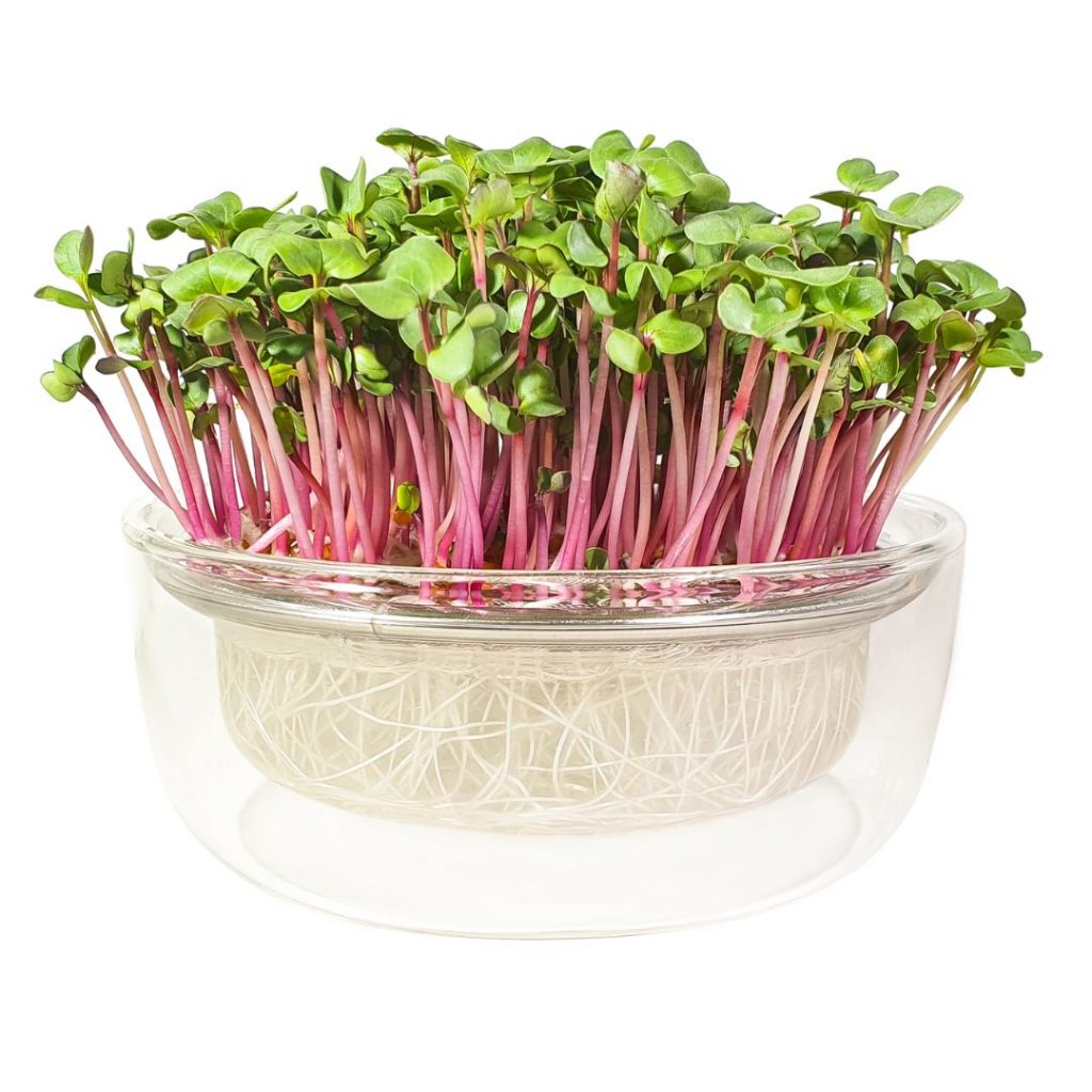 TIPOS DE GERMINADORES