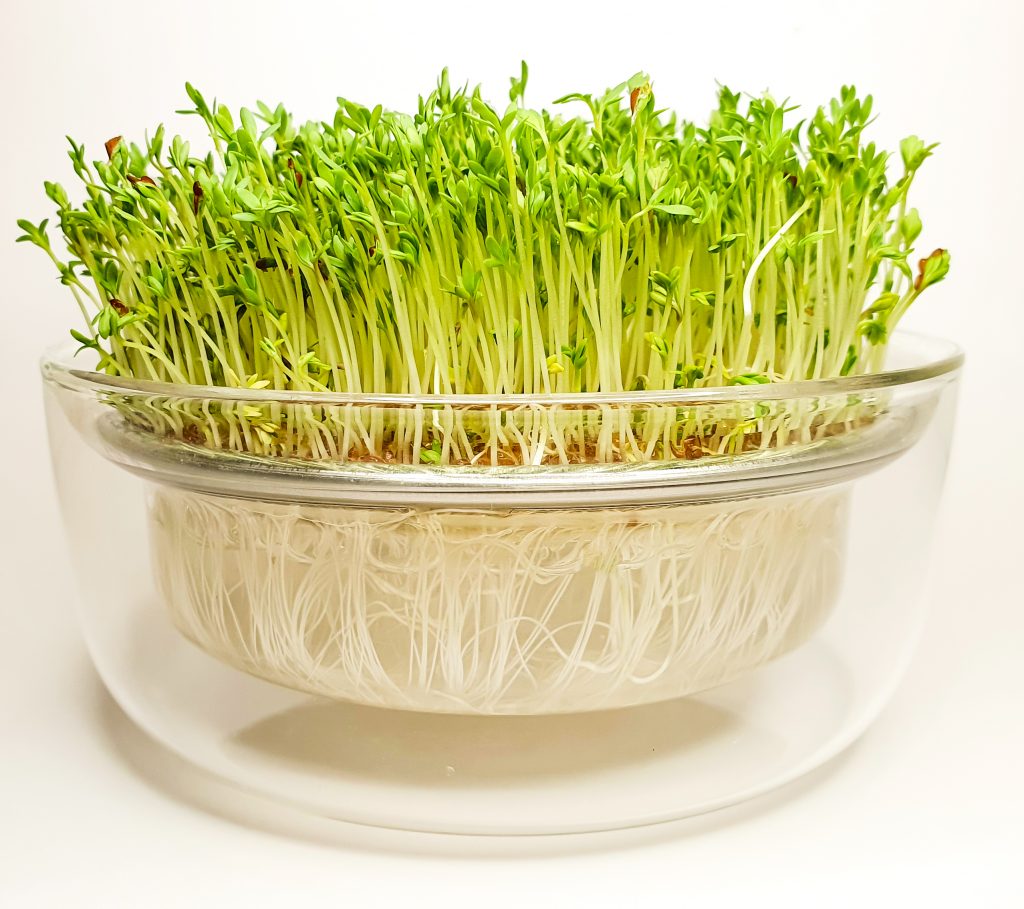 🌱Germinados y Microgreens. Guía completa con lista de brotes