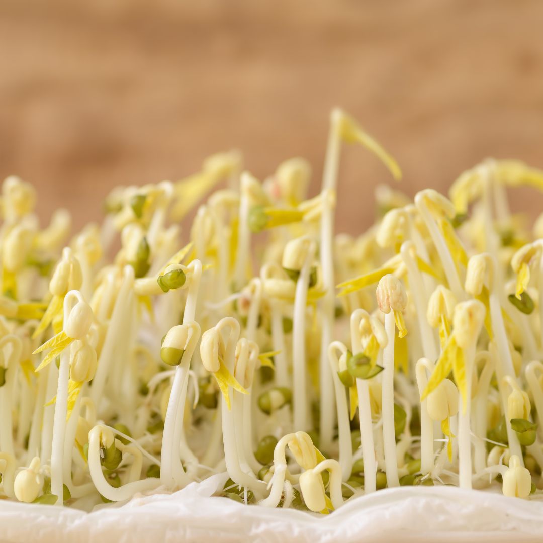 GERMINAR SEMILLAS para cultivar brotes en casa