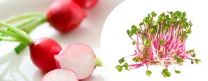 BROTES DE RÁBANO - Propiedades, beneficios, usos