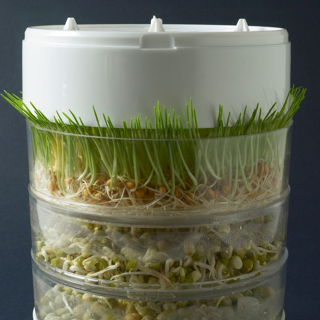 🌱Germinados y Microgreens. Guía completa con lista de brotes